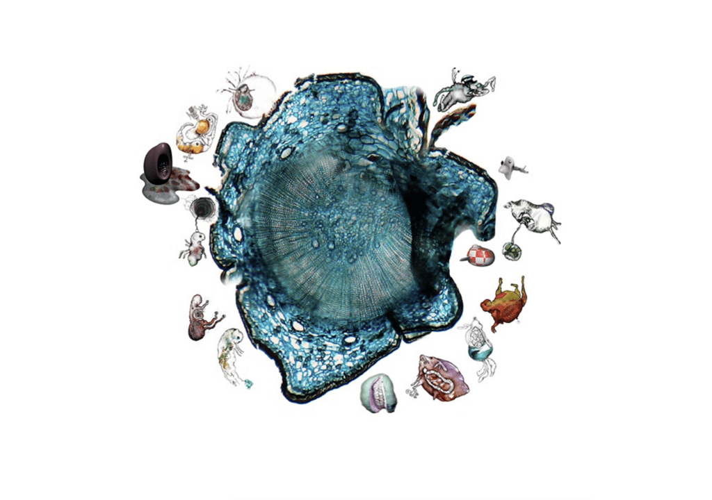 Science du vivant : de la ressource à la source - Hiflow